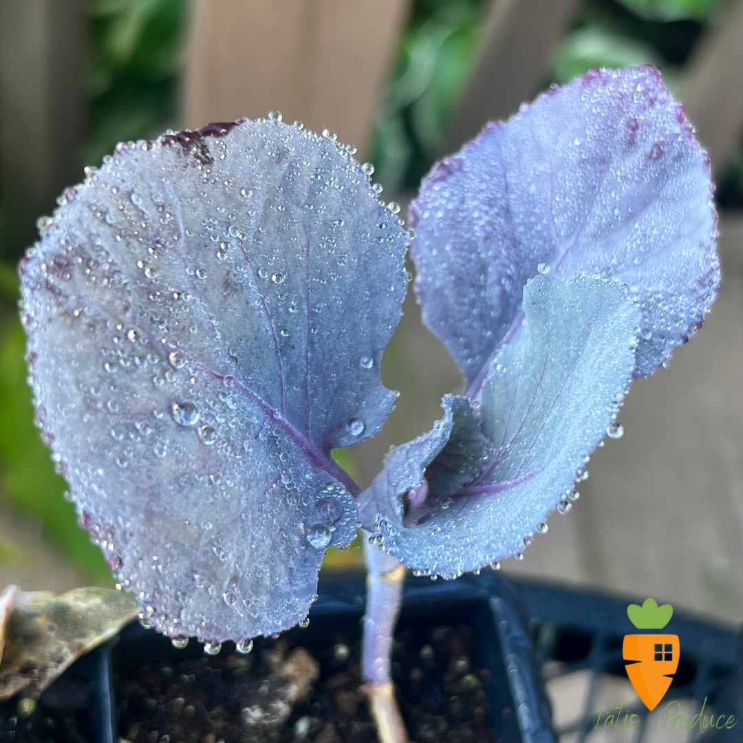 Making Seed Ordering Simple - Patio Produce