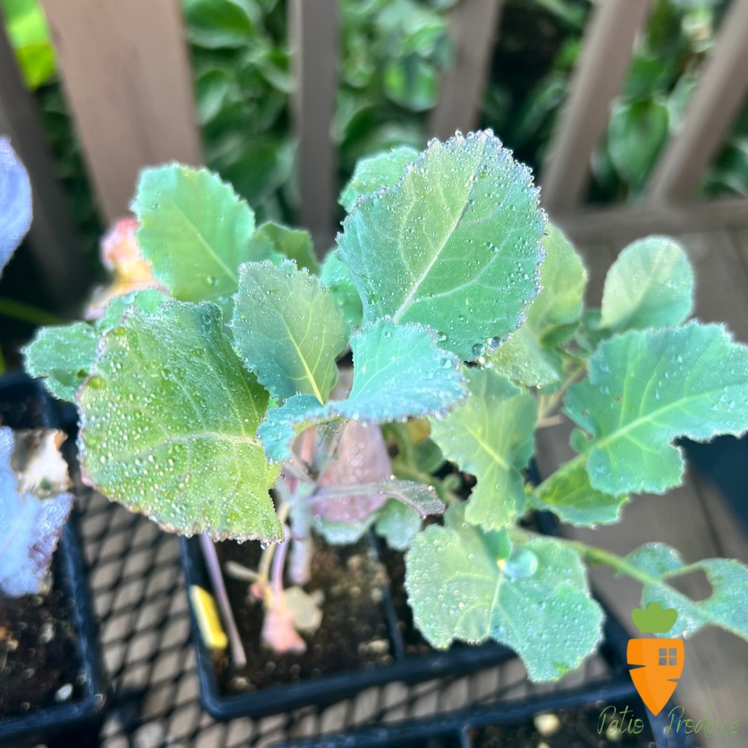 Making Seed Ordering Simple - Patio Produce